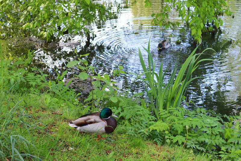 Ducks Running on Green Grass at a Pond in Spring Stock Image - Image of ...