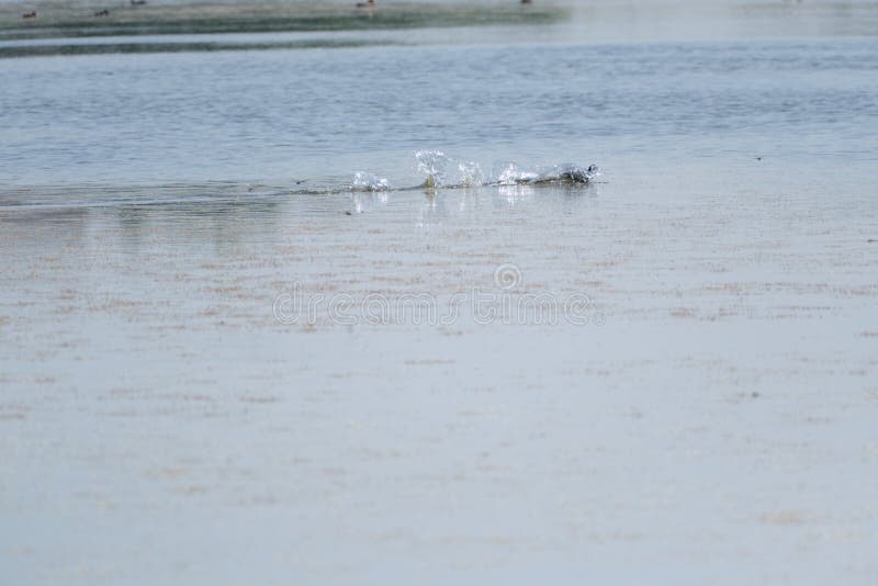 Ducks are Running Over the Water Stock Image - Image of bird, river ...