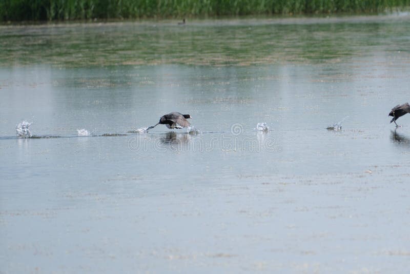 Ducks are Running Over the Water Stock Image - Image of beach, water ...