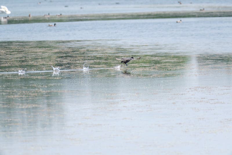 Ducks are Running Over the Water Stock Photo - Image of sandpiper ...
