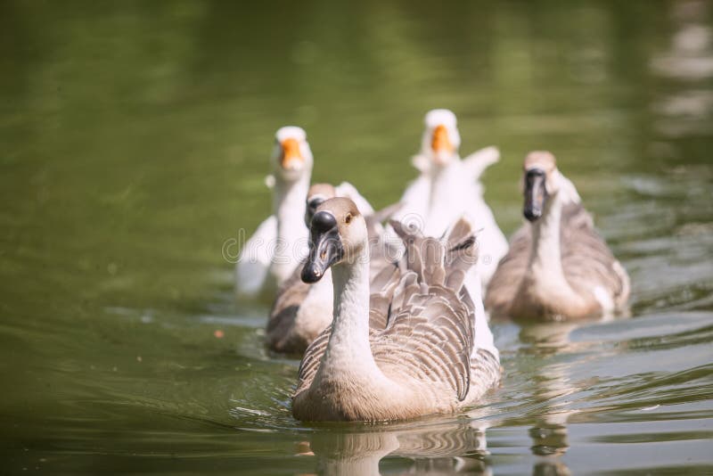 Ducks are Running in the River Water Stock Image - Image of running ...