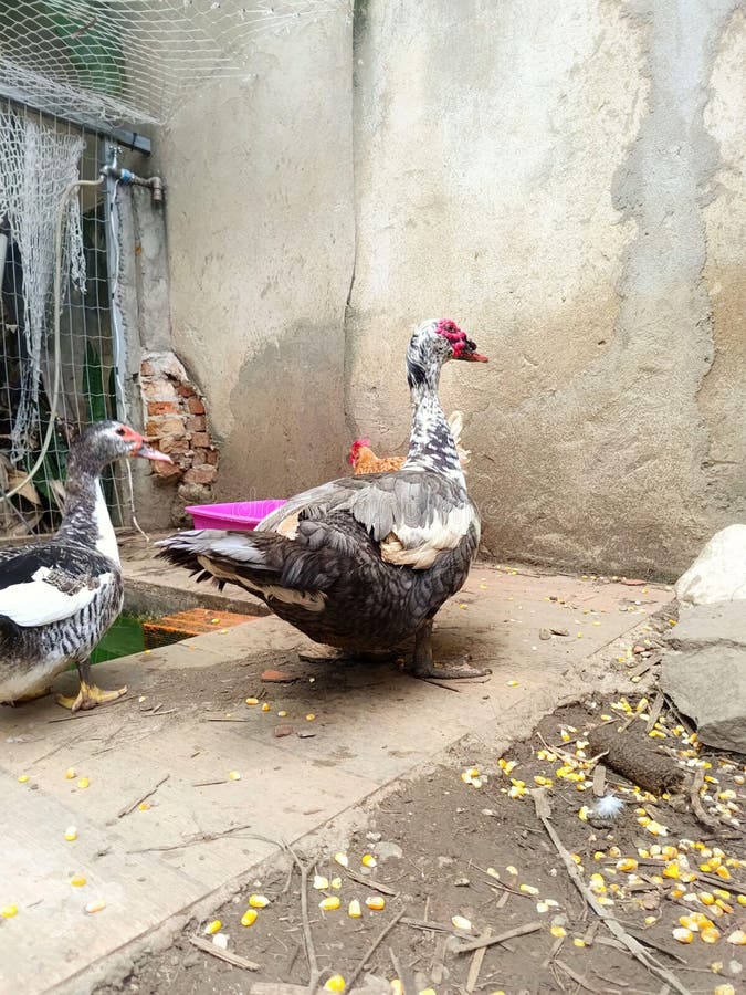 Ducks in a Rustic Farm Setting Stock Photo - Image of corn, fowl: 364948210
