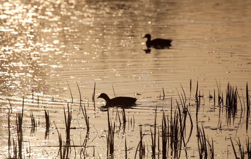 Ducks on Hefner Lake, Oklahoma City Stock Image - Image of dwellers ...