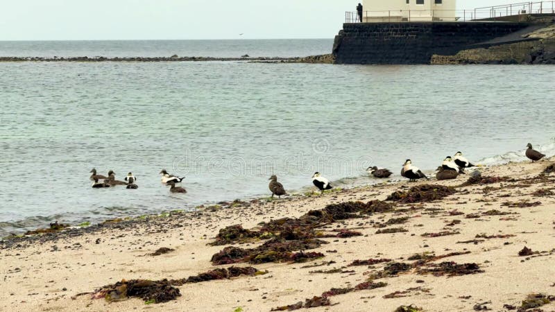 Ducks on the Sandy Shore in Iceland, Against the Backdrop of a White ...