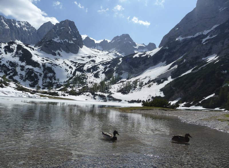 Ducks at Seebensee Lake, Tyrol, Austria Stock Photo - Image of peak ...