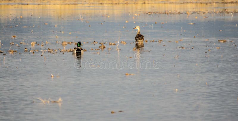 Ducks setting on water stock photo. Image of watered - 94933362