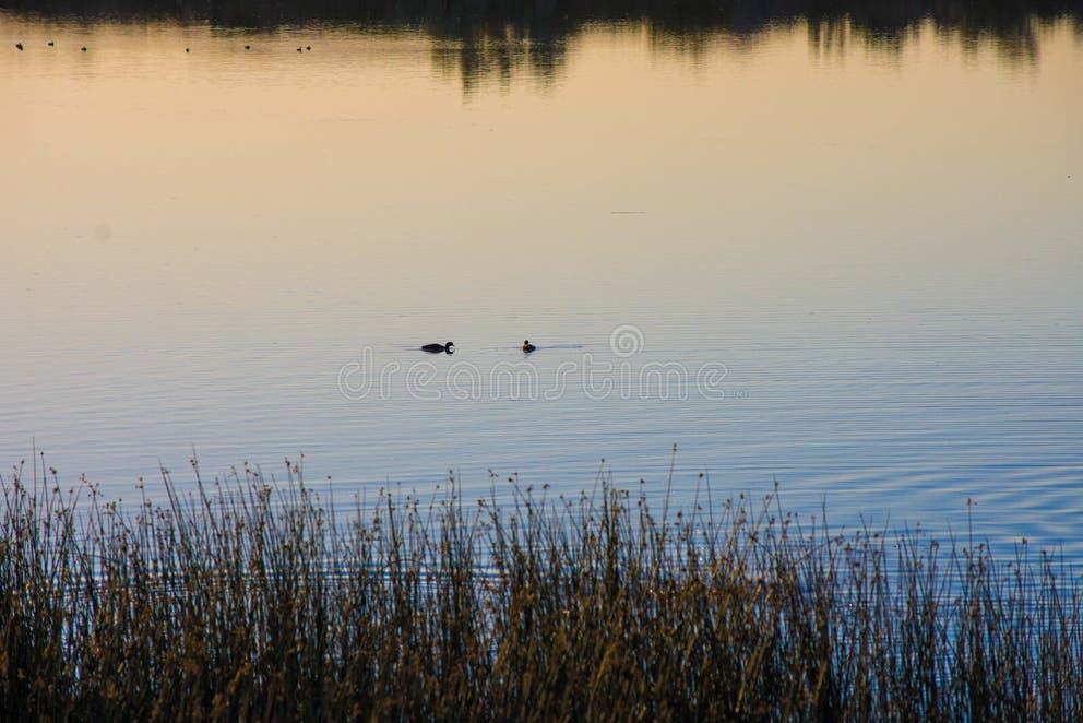 Ducks setting on water stock photo. Image of ocean, male - 94933472
