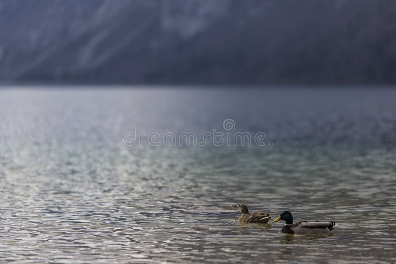 Ducks stock photo. Image of duck, dusks, background, pair - 93024666