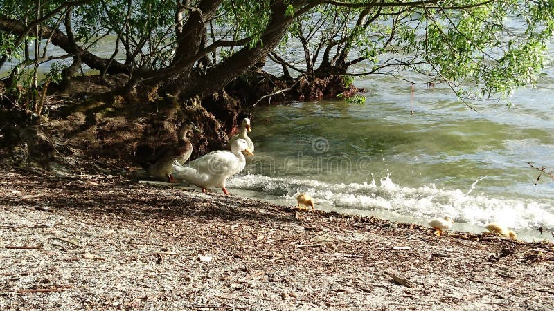 Ducks on the lake stock image. Image of lake, animals - 118885991