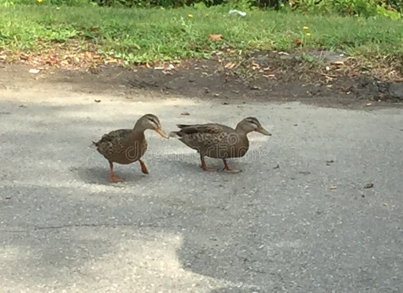 Ducks side by side stock image. Image of ducks, sunny - 174000879