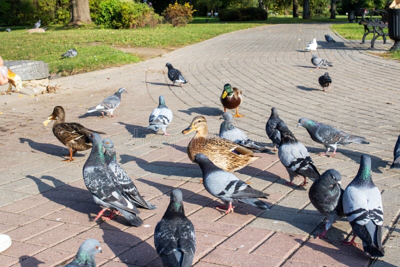 Ducks on the Sidewalk in an Autumn Park Stock Image - Image of beak ...