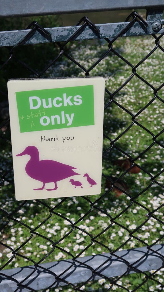Ducks only sign. stock image. Image of text, number - 220469197