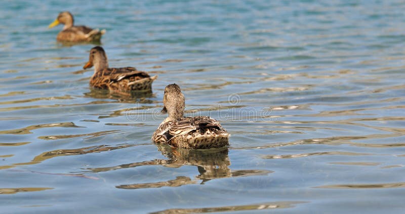 Ducks in single file stock image. Image of canes, water - 69192193