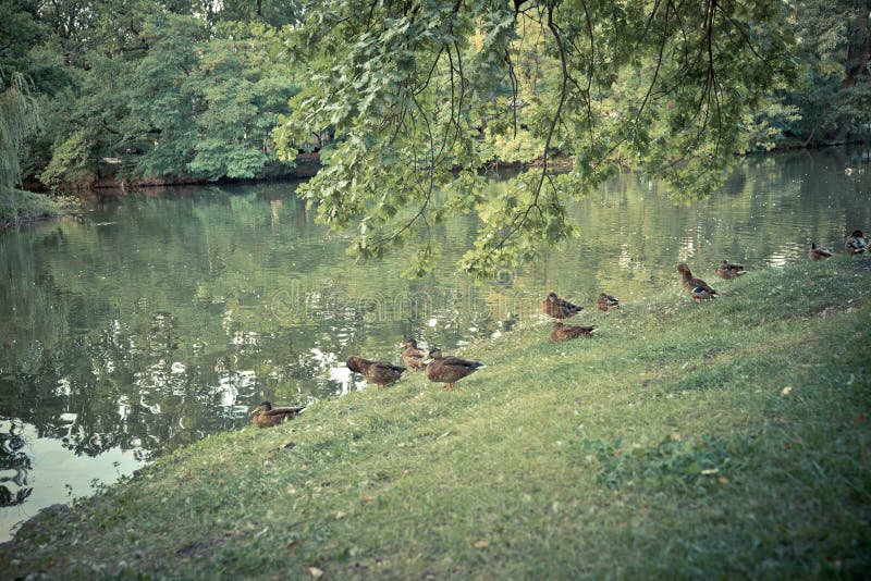 Ducks Sit on the Grass Under a Tree Stock Image - Image of group ...