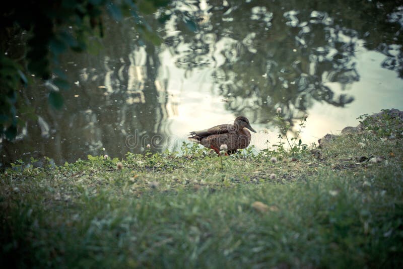 Ducks Sit on the Grass Under a Tree Stock Image - Image of beauty ...