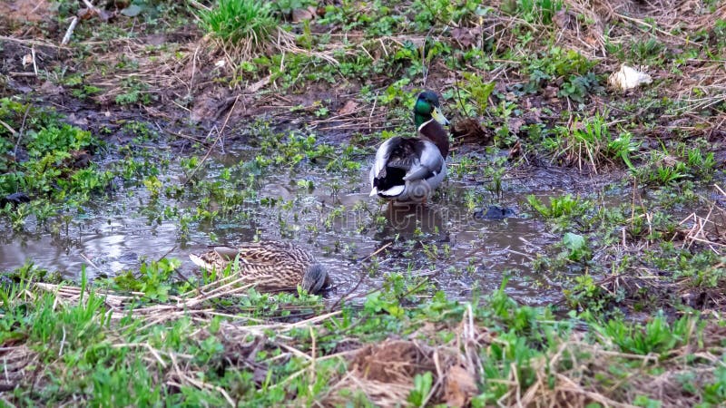 Ducks Sit in a Puddle in the Park Stock Photo - Image of drake, grass ...