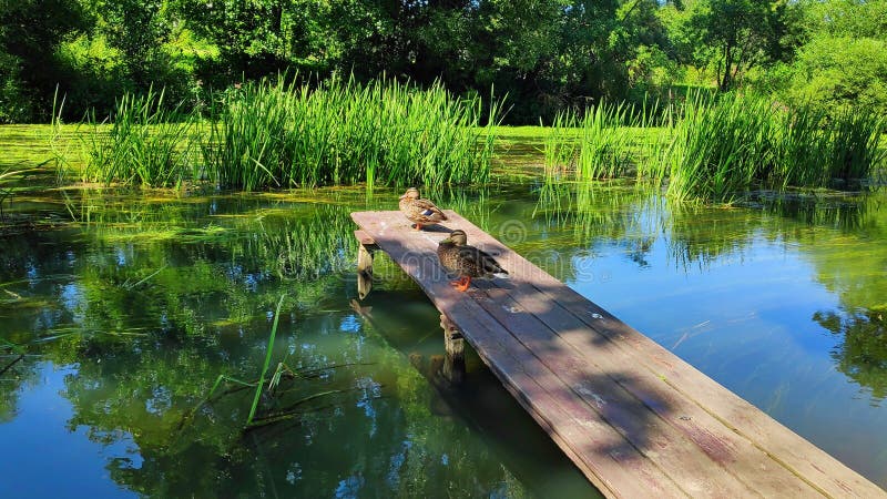 Ducks Sit on a Small Pier Over a River Overgrown with Sedge and Algae ...