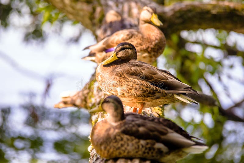 Ducks Sit on a Tree Near the Water Stock Image - Image of feathers ...