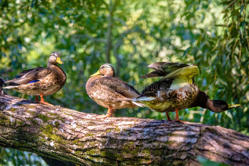 Ducks Sit on a Tree Near the Water Stock Image - Image of beak ...