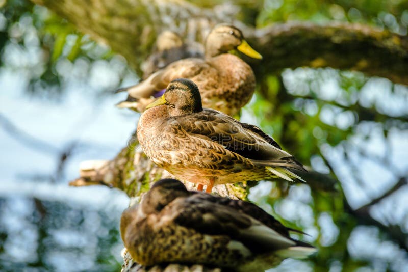 Ducks Sit on a Tree Near the Water Stock Photo - Image of swim, fowl ...