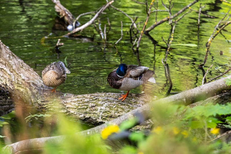 Ducks Sleep, Clean Their Feathers, Eat Algae. Ducks are Beautifully ...
