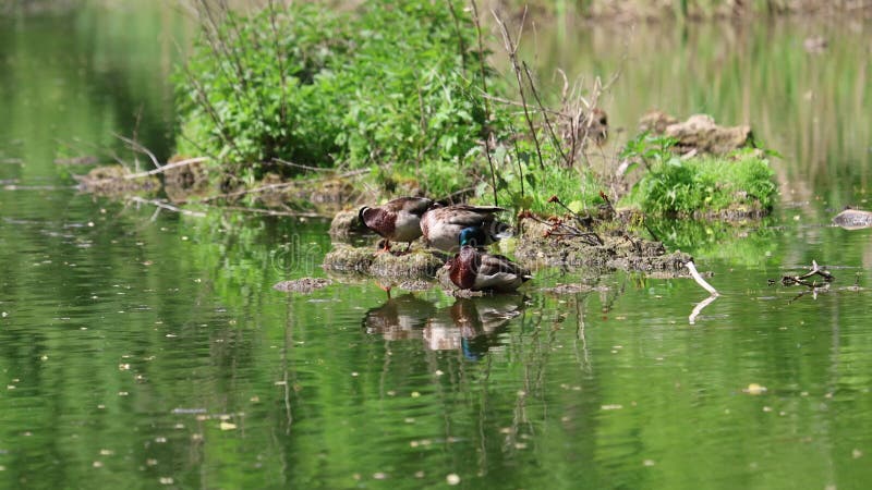 Ducks Sleep, Clean Their Feathers, Eat Algae. Ducks are Beautifully ...