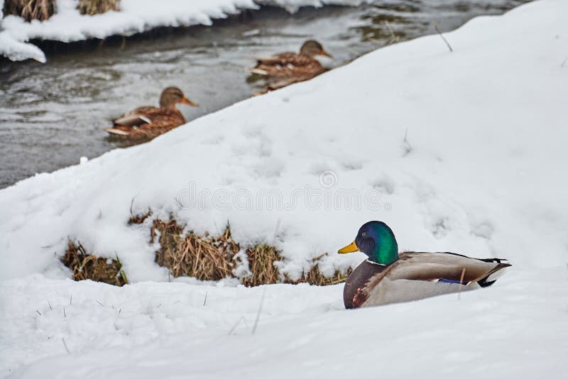 Ducks in the snow stock photo. Image of landscape, group - 66509658