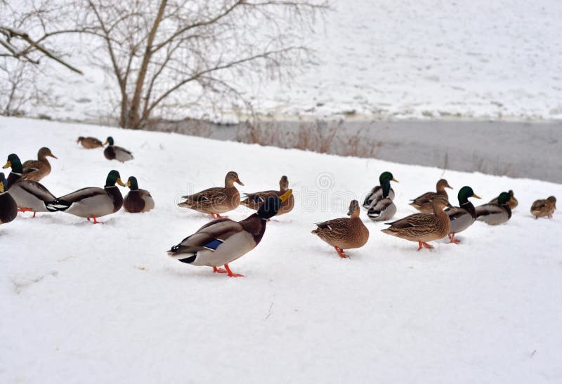 Ducks on snow stock image. Image of cute, cold, drake - 136175767