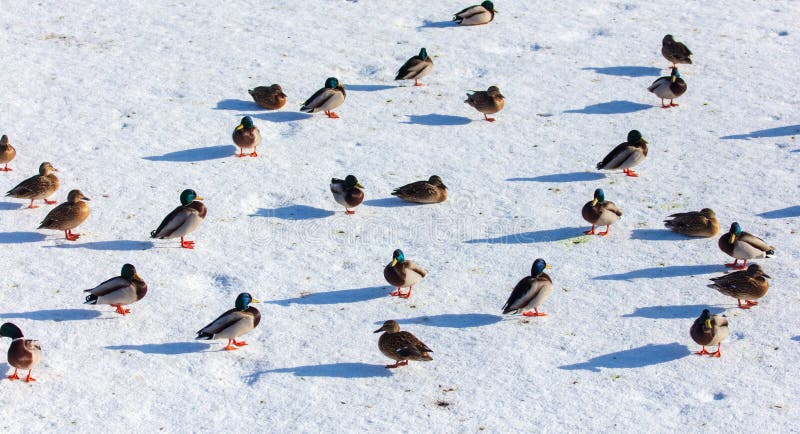 Ducks on the Snow in Winter Stock Photo - Image of bird, spring: 142186758