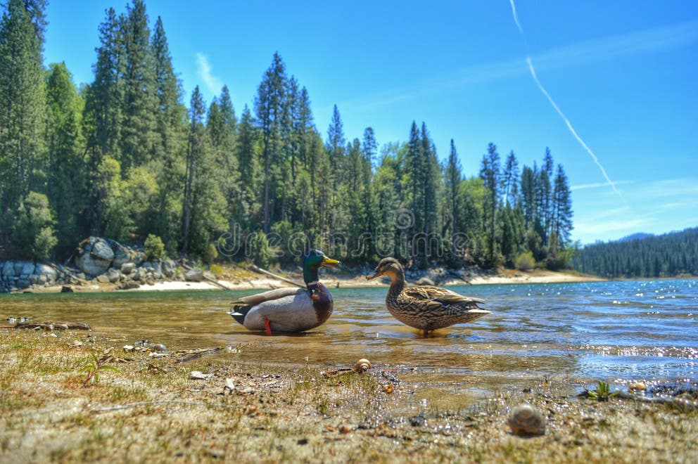 Ducks stock photo. Image of bass, yosemite, small, woods - 44748600
