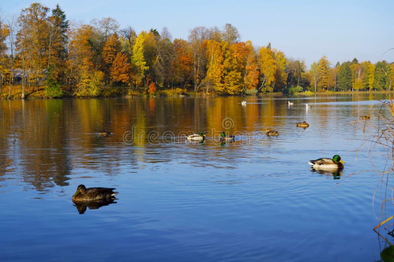 Ducks in the spring park stock image. Image of ducks - 249897715