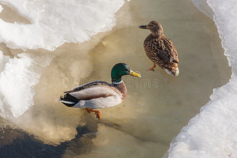 Ducks in spring water stock photo. Image of color, nature - 82683348
