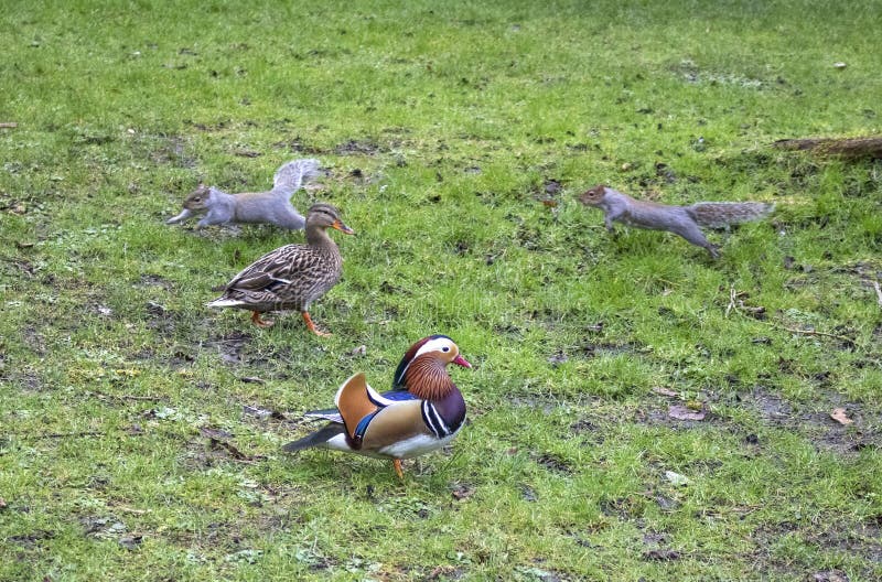 Ducks and squirrels stock photo. Image of squirrels - 176179124