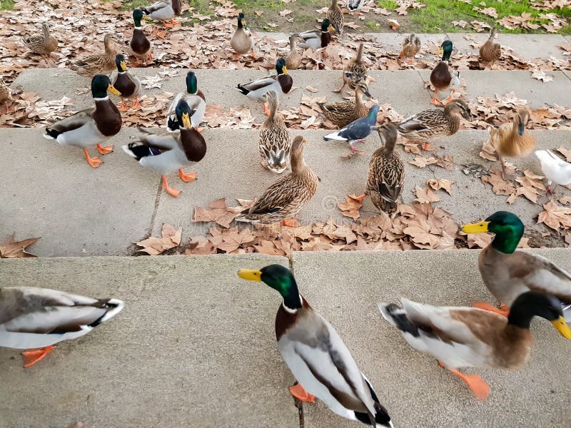 Ducks on Stairs with Fallen Autumn Leaves Stock Photo - Image of fall ...