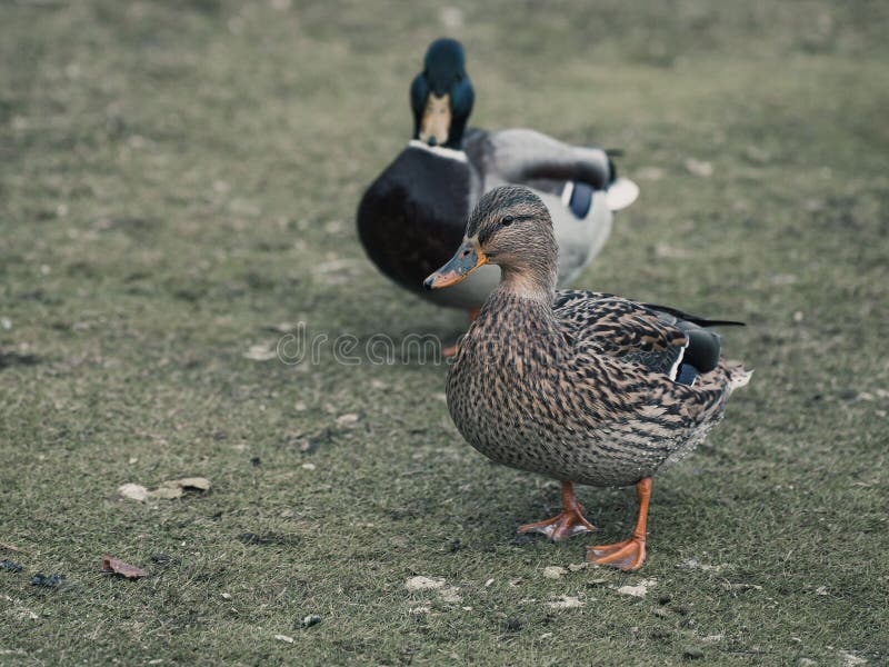 Ducks Standing in an Open Field Stock Photo - Image of standing, flight ...