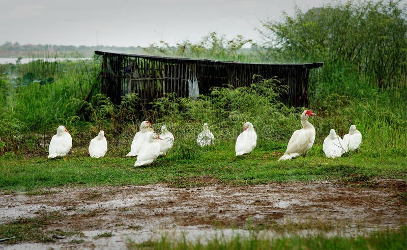 Ducks standing in the rain stock photo. Image of duck - 104153436