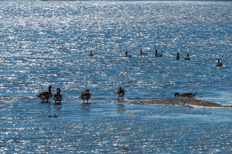 Ducks Standing in Shallow Sea Water Om a Summer Day.. Stock Photo ...