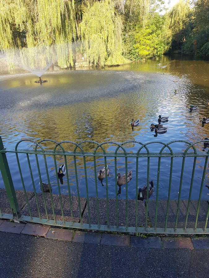 Ducks in stoke stock photo. Image of trees, stoke, ducks - 162733384