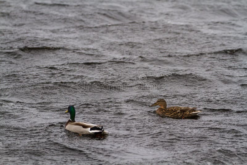 Ducks in a storm stock photo. Image of weather, natural - 120752928