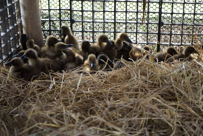 Ducks in farm stock image. Image of group, house, straw - 107013297