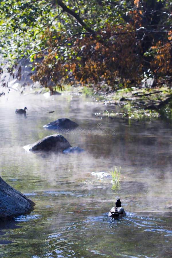 Ducks in Stream stock image. Image of animal, light, stream - 21528249