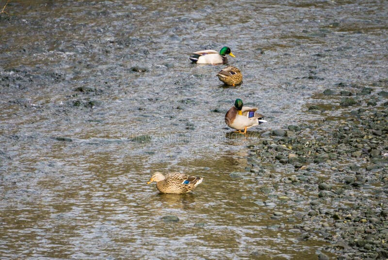 Two Ducks in a Stream stock photo. Image of bird, landscape - 51692012
