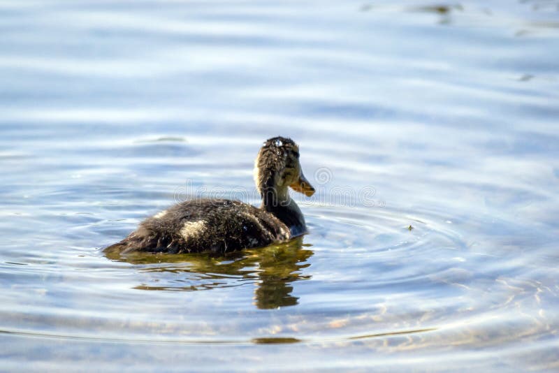 Ducks stock photo. Image of family, amazing, beautiful - 80659772