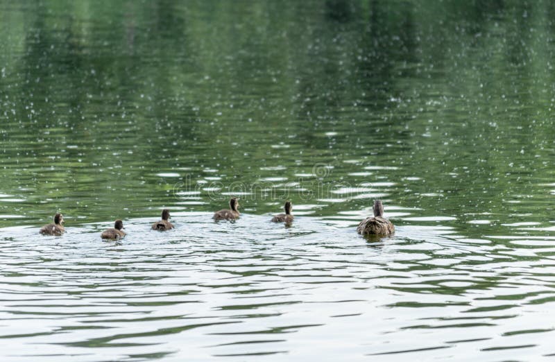 Ducks stock image. Image of ducks, landscape, cute, bird - 80659923