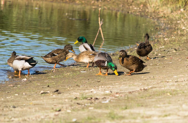 Ducks stock image. Image of funny, family, beauty, close - 80660947