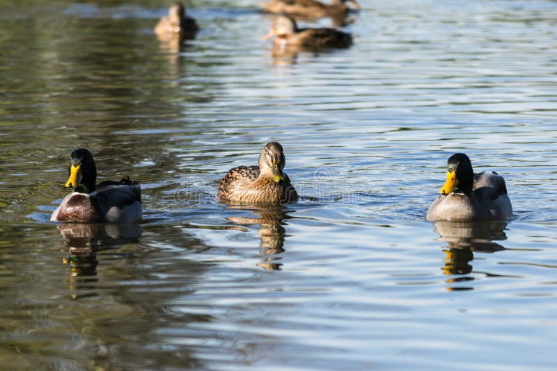 Ducks stock photo. Image of closeup, animal, brown, laugh - 80661048
