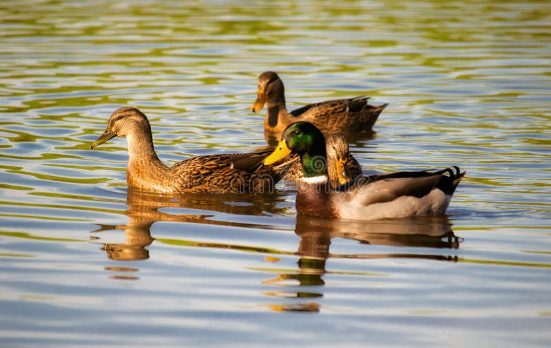 Ducks stock image. Image of amazing, brown, colored, background - 80661111