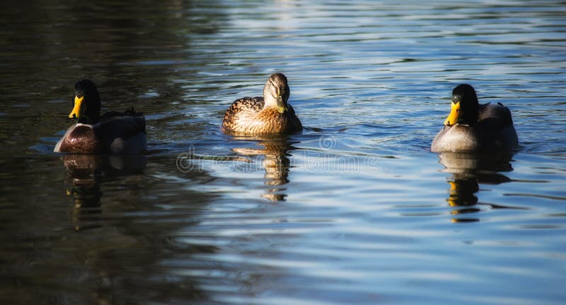 Ducks stock photo. Image of laugh, close, beauty, country - 80661126