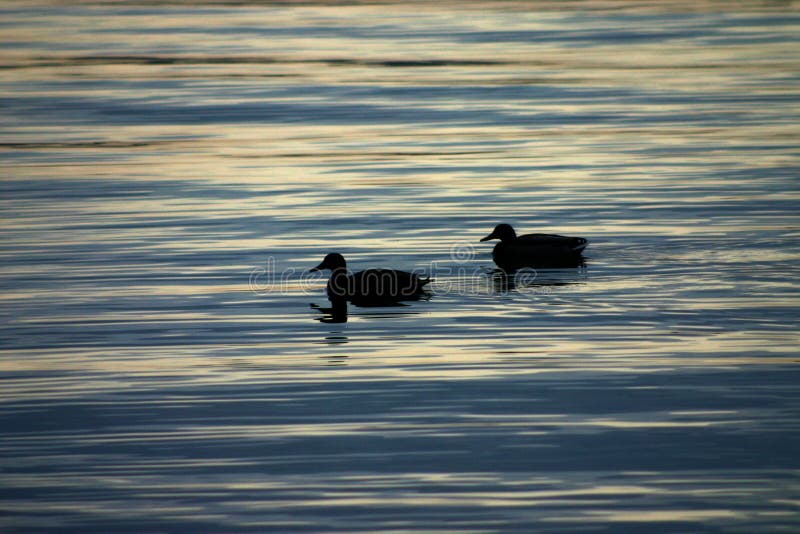 Ducks In The Sunset stock photo. Image of nature, wilderness - 2830278