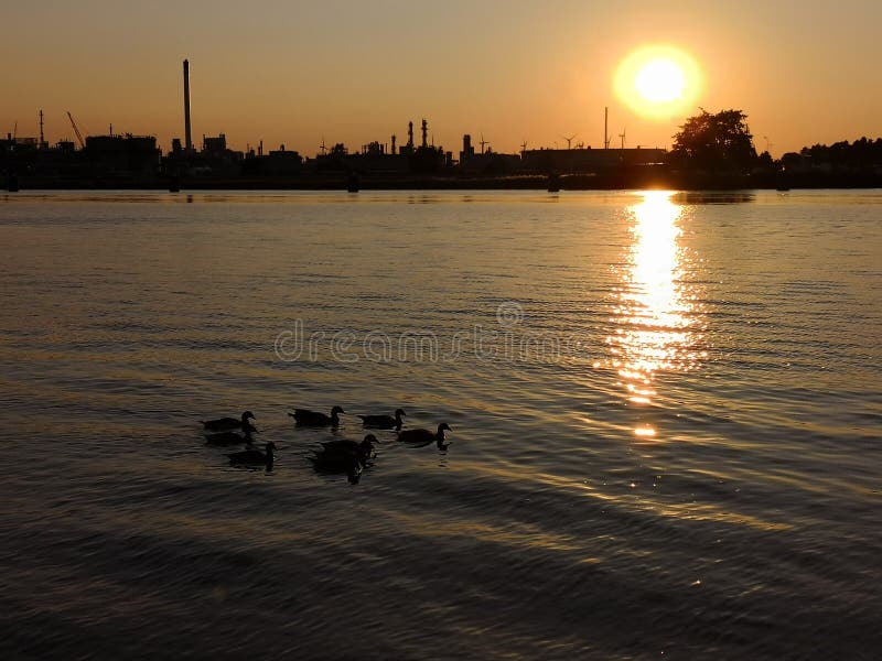 Ducks on Sunset stock image. Image of ducks, sunset - 124611043